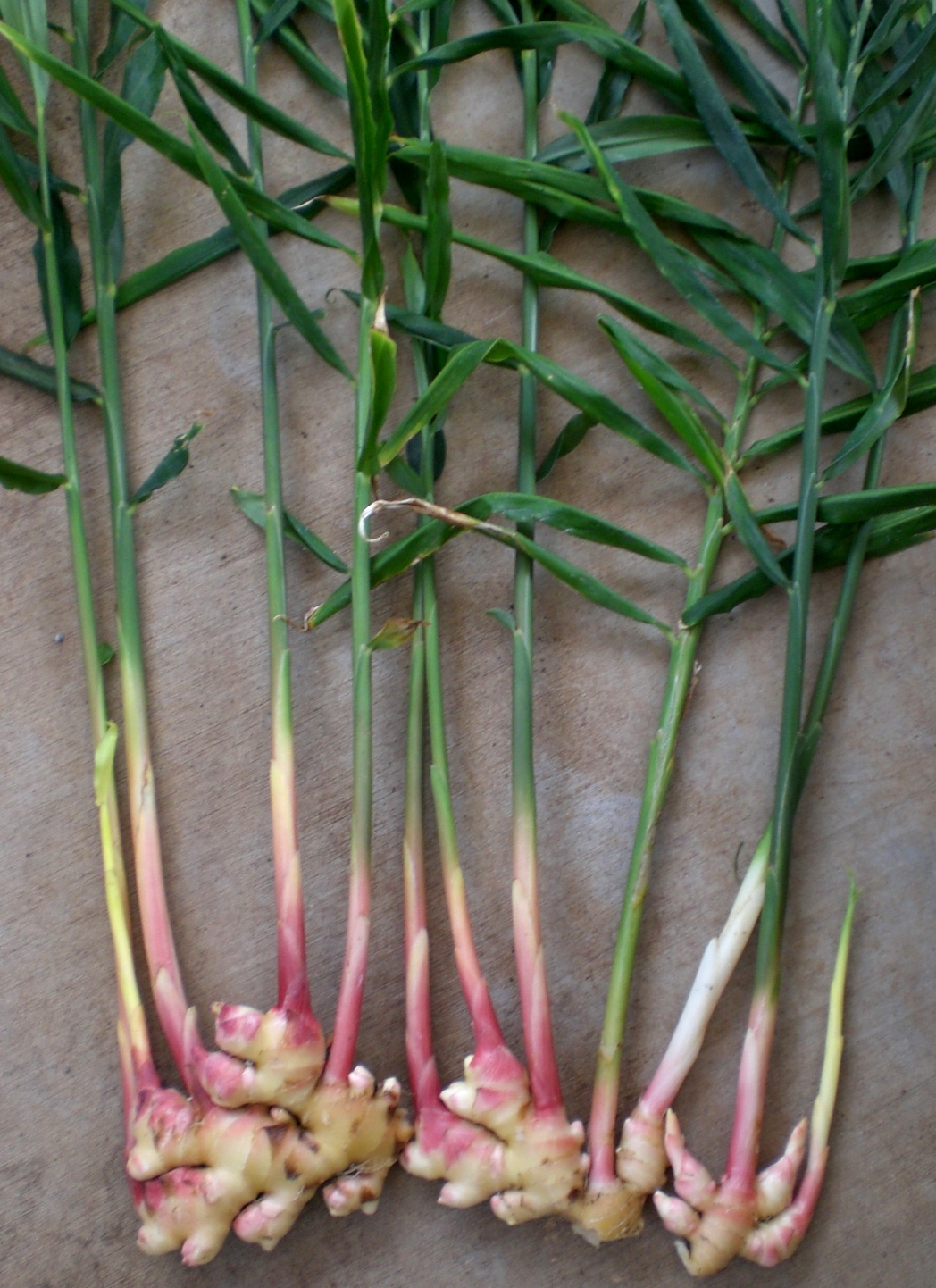 Đumbir, ljekovita svojstva i primjena đumbira - Narodni.NET